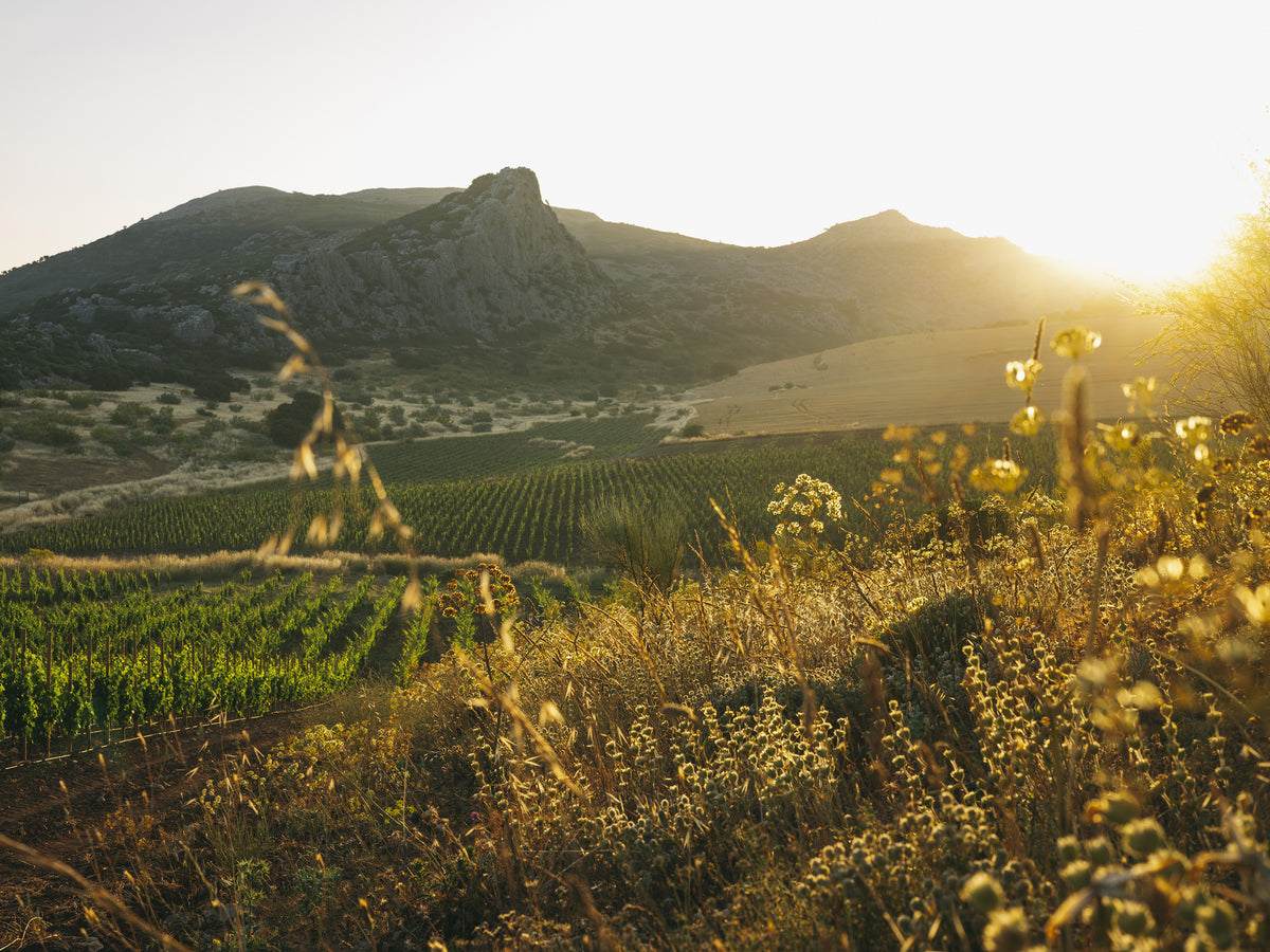Breñal 2022 – Cortijo Los Aguilares